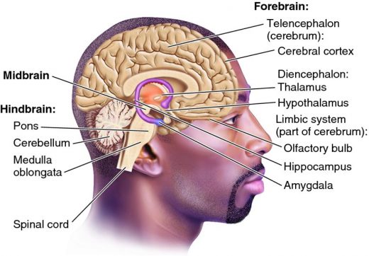 Trauma and the Brain: An Introduction for professionals working with ...
